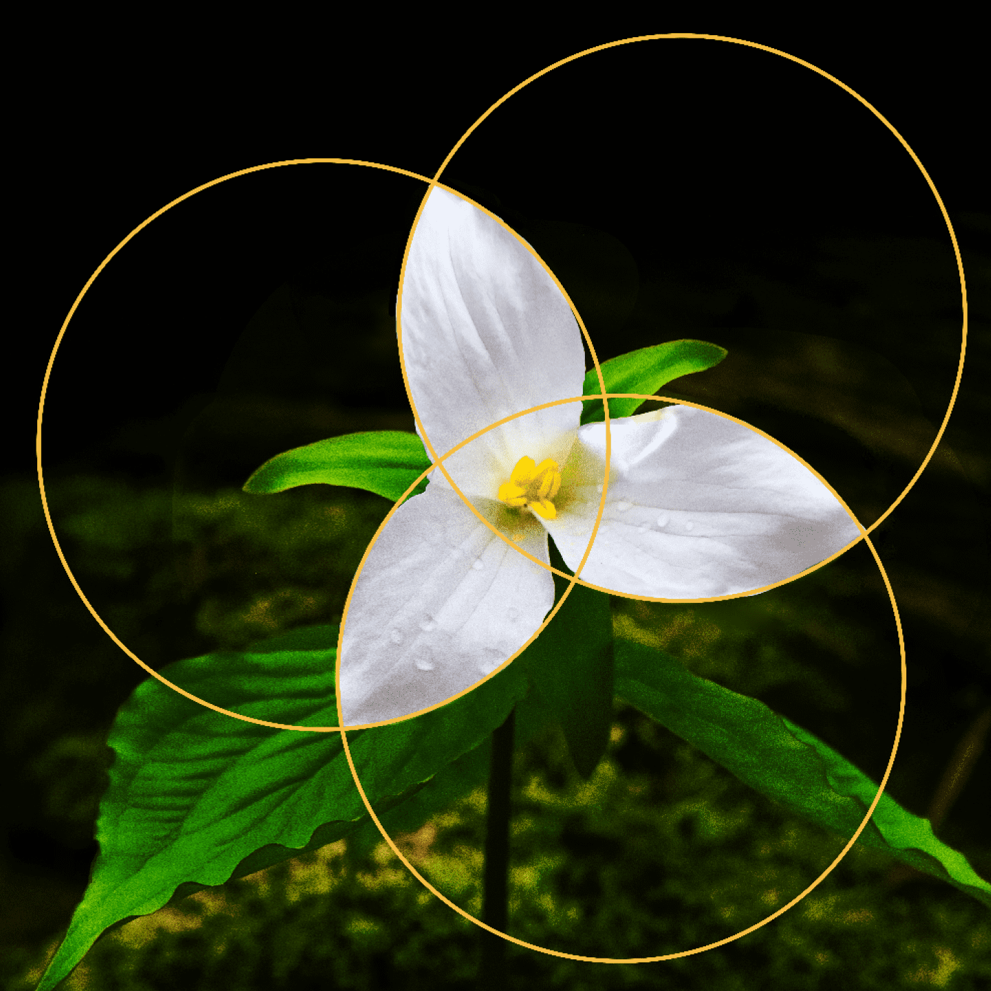 Seattle Arts & Lectures \ The SAL Gala: Words Bloom